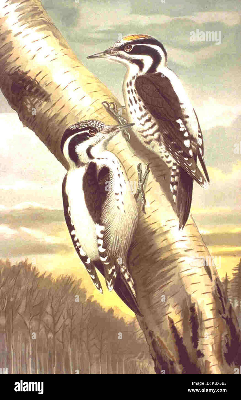 Picoides tridactylus NAUMANN Stock Photo - Alamy