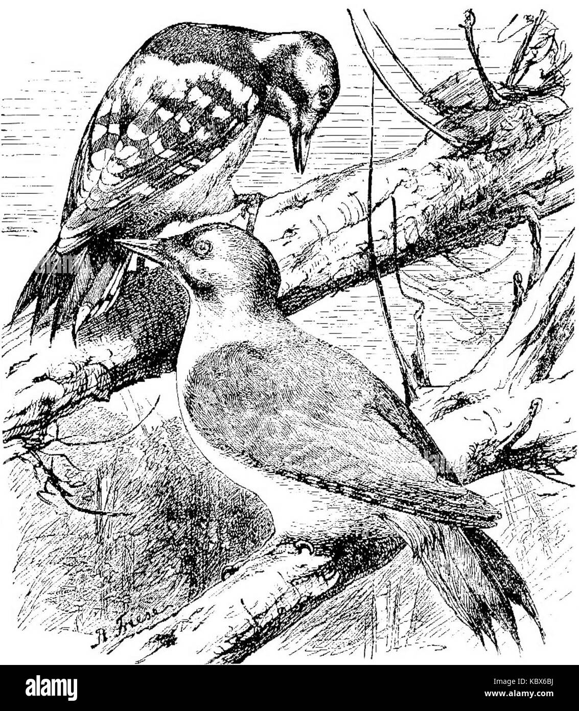 Picus viridis drawing hi-res stock photography and images - Alamy