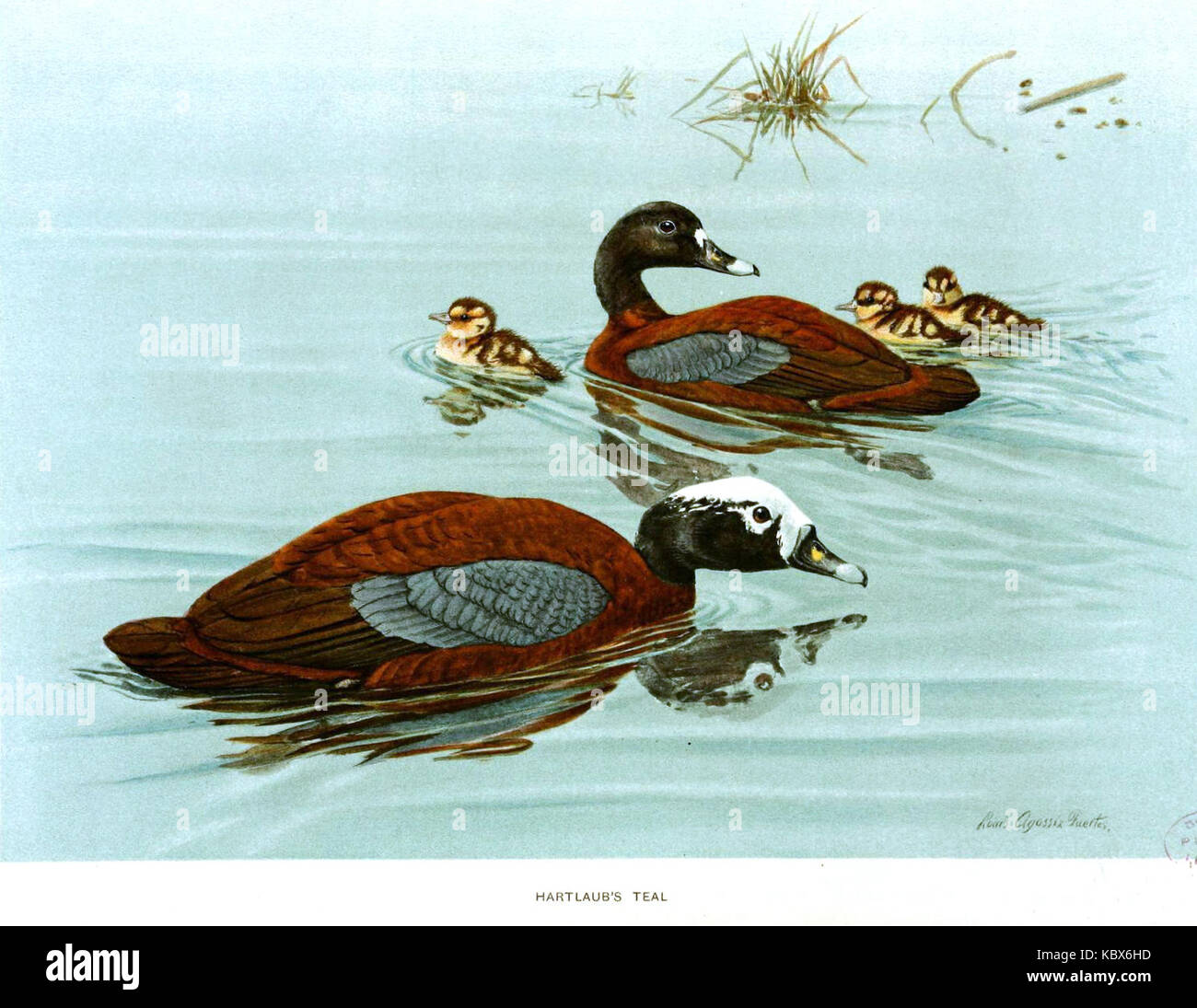 Pteronetta hartlaubi, known as Hartlaub's Duck, is an endangered ...