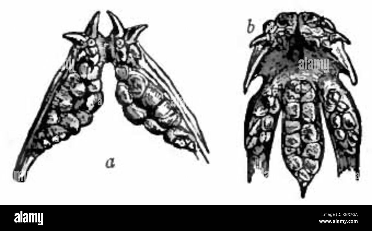 Sea wolf painting hi-res stock photography and images - Alamy