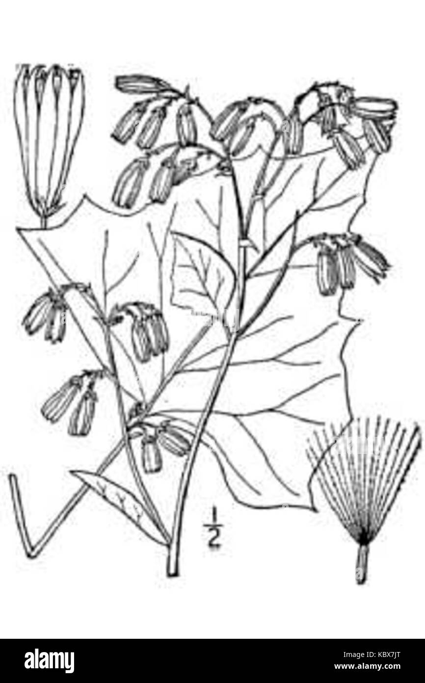 Prenanthes alba BB 1913 Stock Photo - Alamy