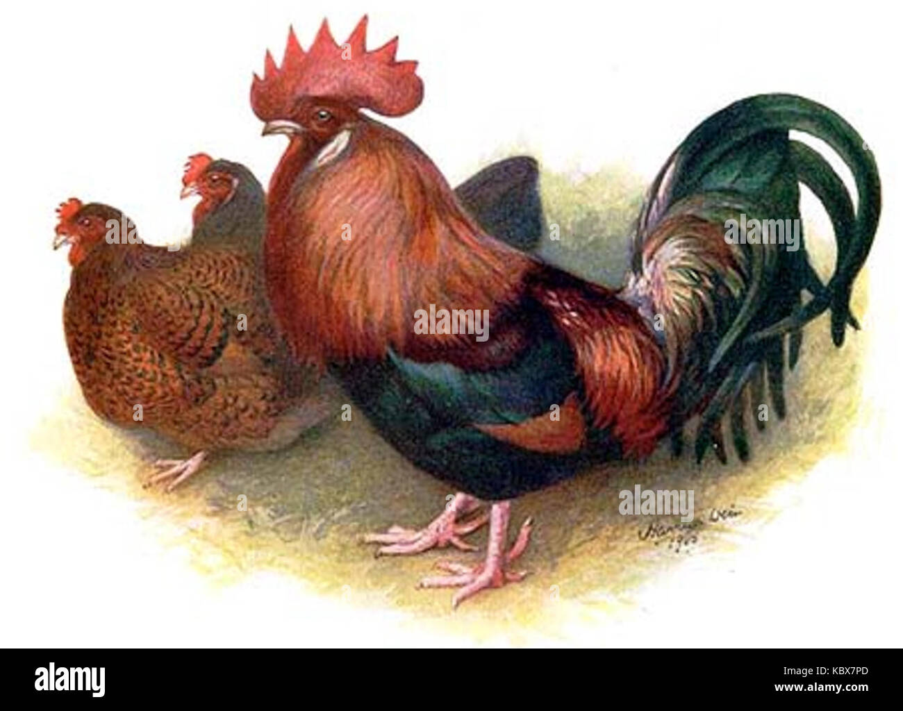 Dorking Chicken High Resolution Stock Photography and Images - Alamy