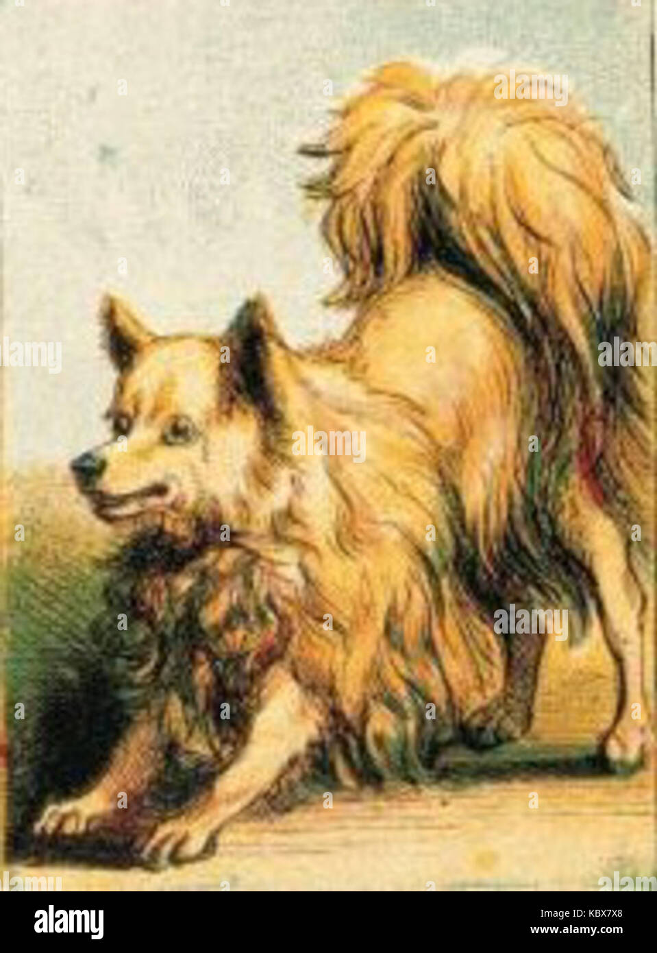 Tan Dog Drawing Stock Photo - Alamy