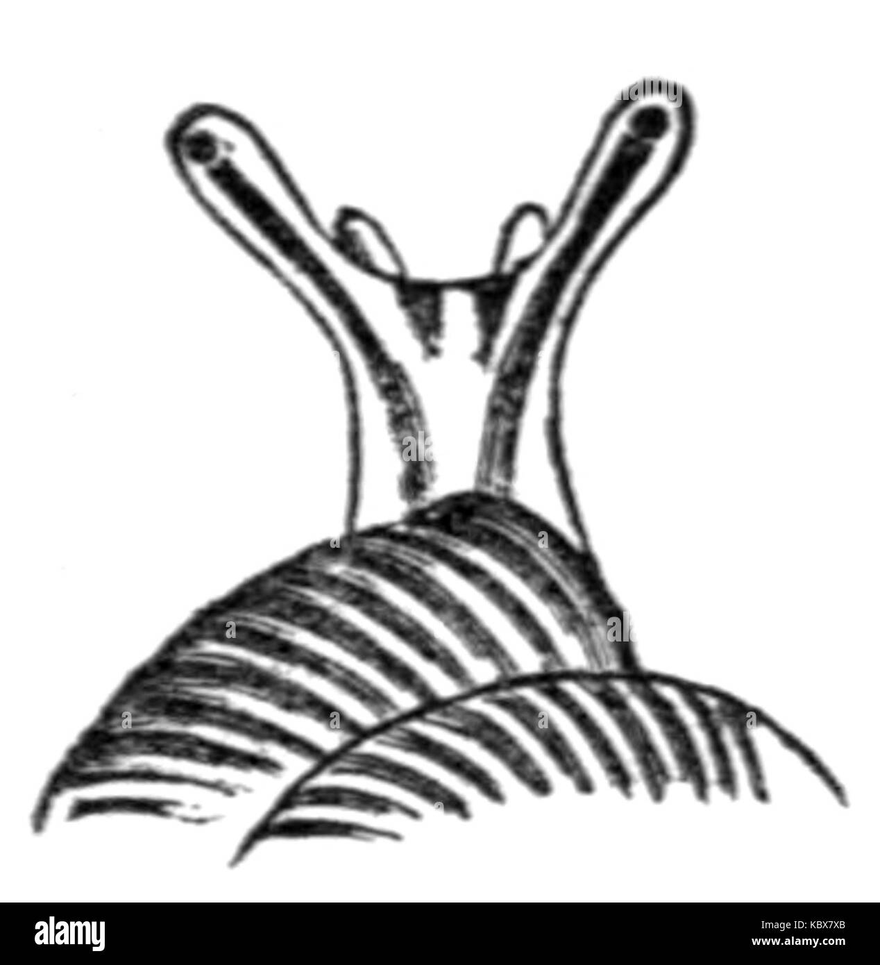 Strobilops labyrinthicus head Stock Photo - Alamy