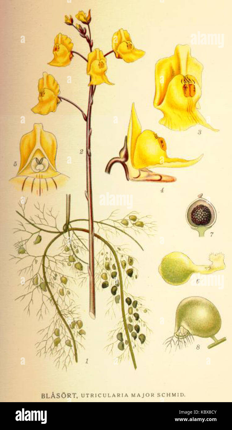 Utricularia drawing hi-res stock photography and images - Alamy