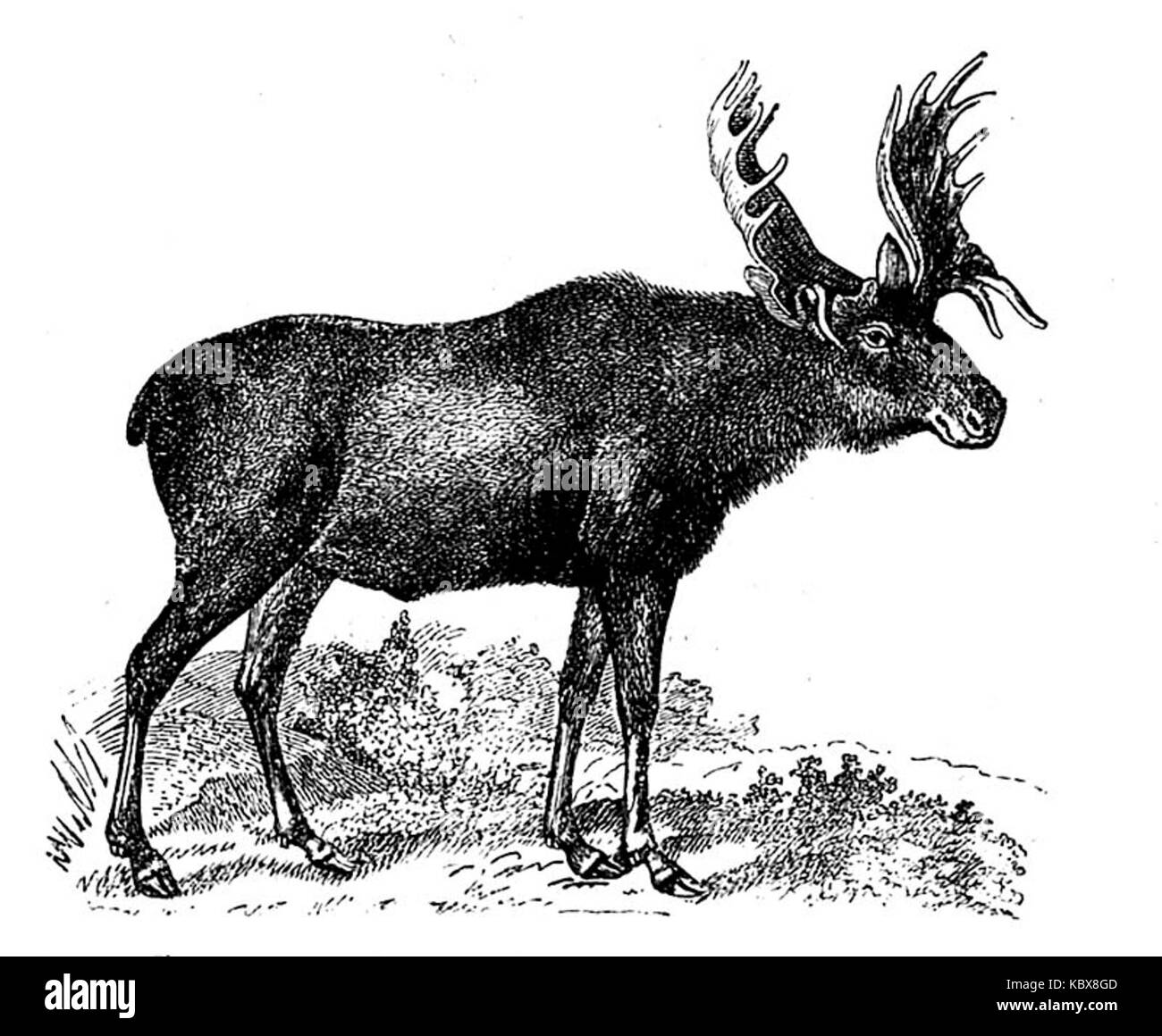 Alces alces old Black and White Stock Photos & Images - Alamy