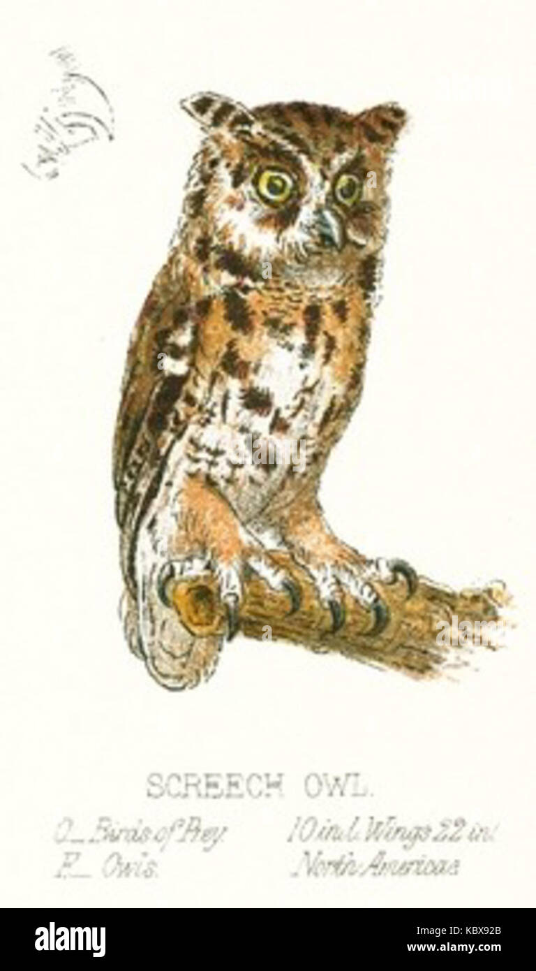 Vintage Screech Owl Drawing Stock Photo - Alamy