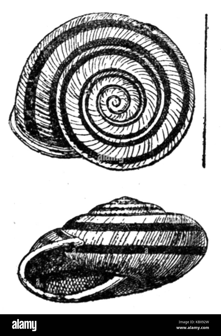 Ariophanta laevipes shell Stock Photo - Alamy