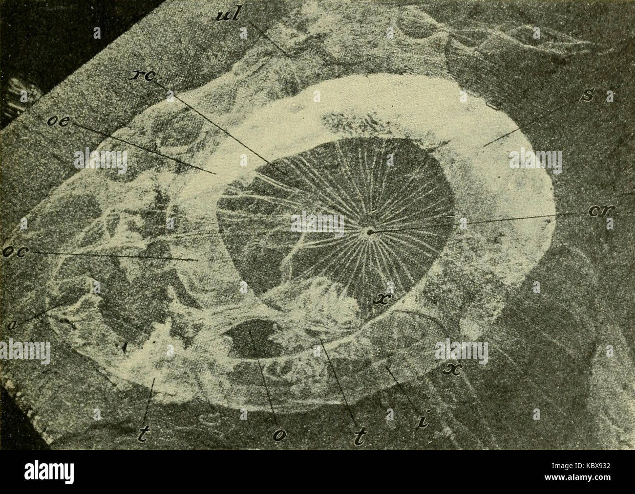 Walcott Cambrian Geology and Paleontology II text figure 05 Stock Photo ...