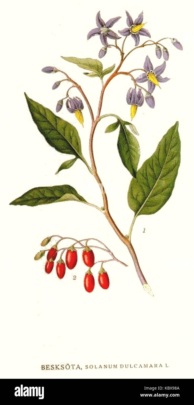 Solanum dulcamara drawing hi-res stock photography and images - Alamy
