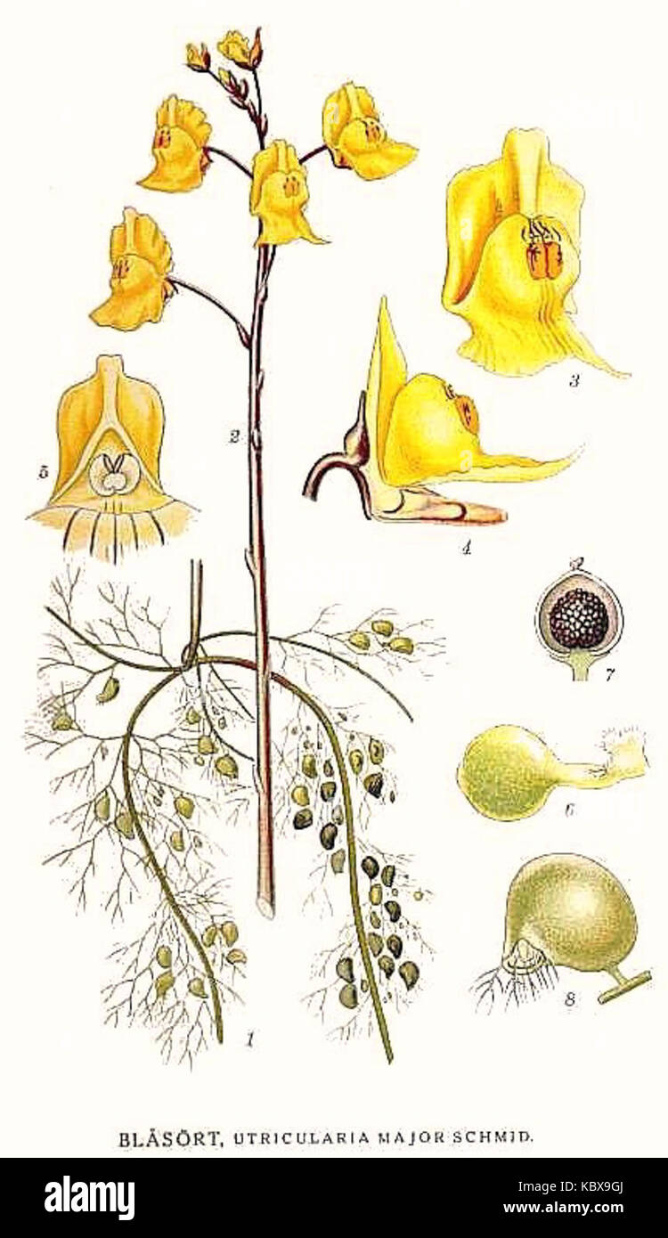 Utricularia drawing hi-res stock photography and images - Alamy