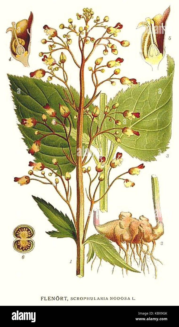 Figwort hi-res stock photography and images - Alamy