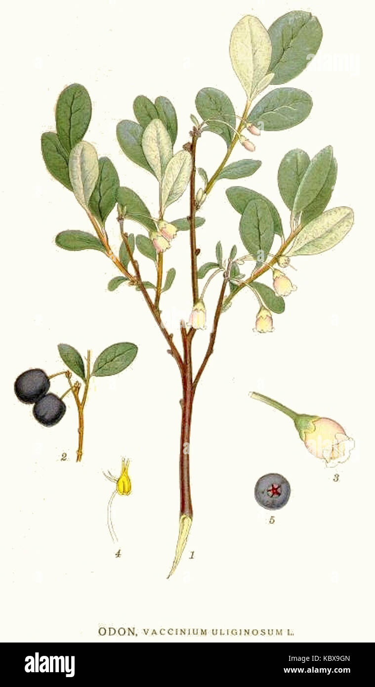 142 Vaccinium uliginosum Stock Photo - Alamy