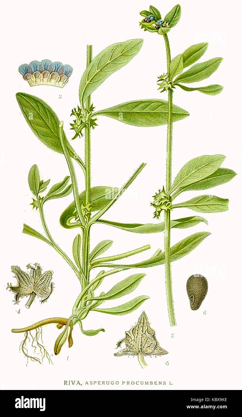Asperugo procumbens hi-res stock photography and images - Alamy