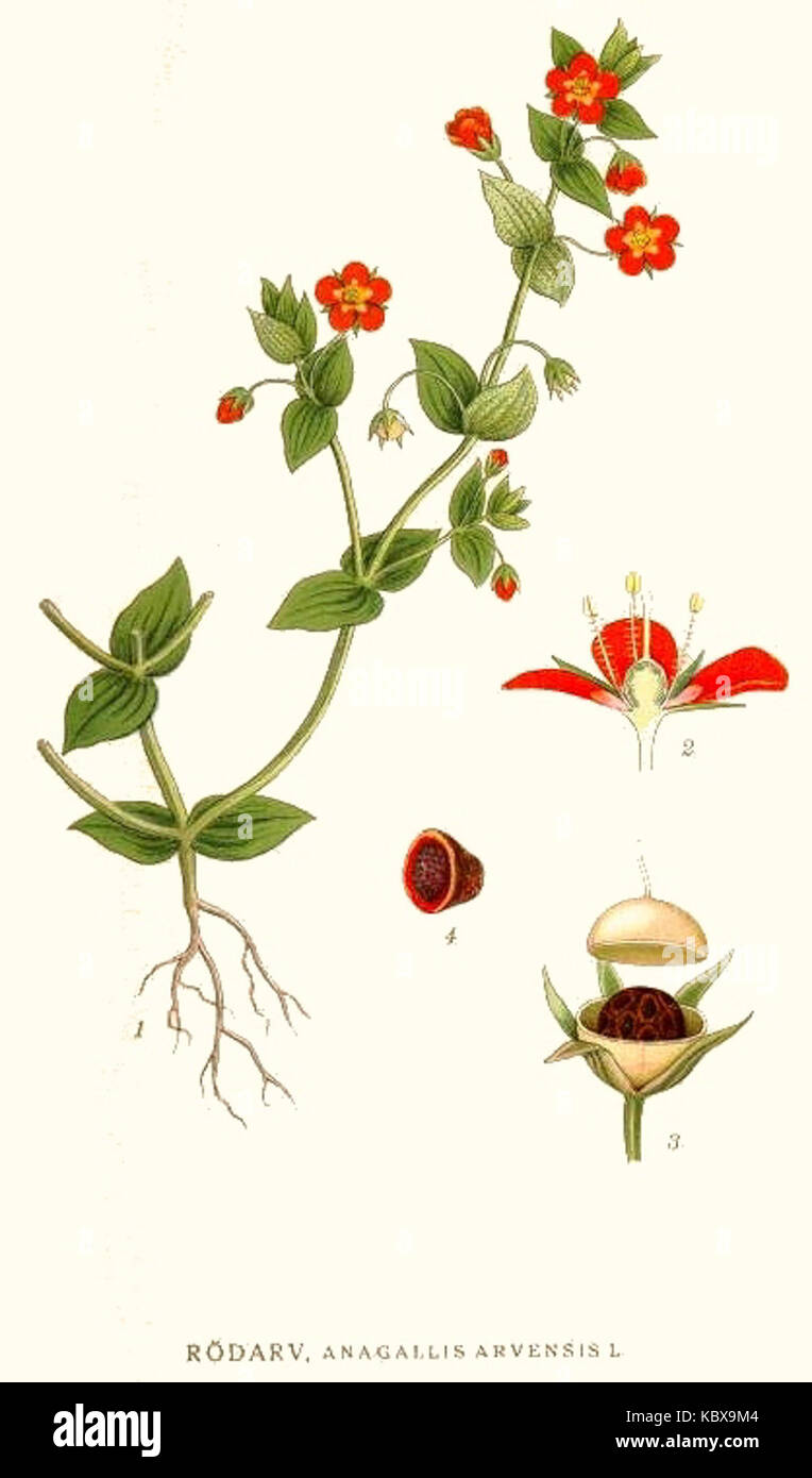 Anagallis arvensis illustration hi-res stock photography and images - Alamy