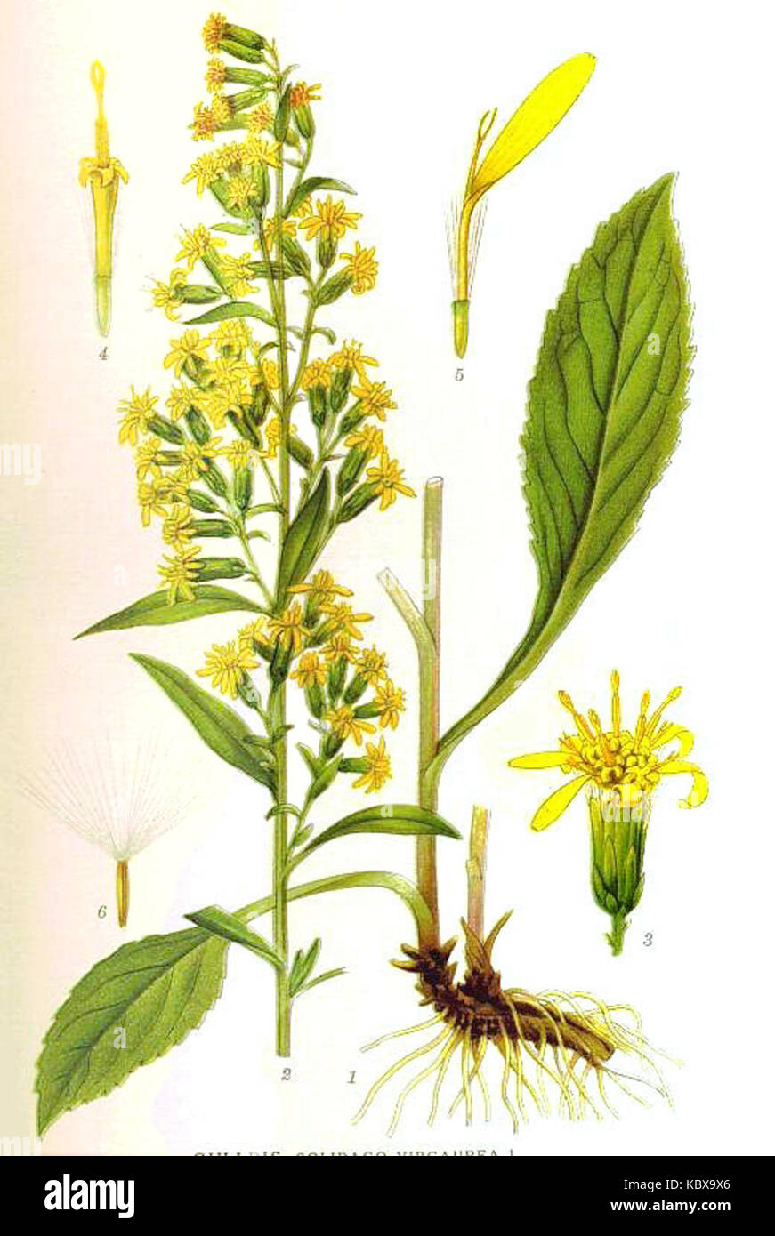 Solidago virgaurea illustration hi-res stock photography and images - Alamy