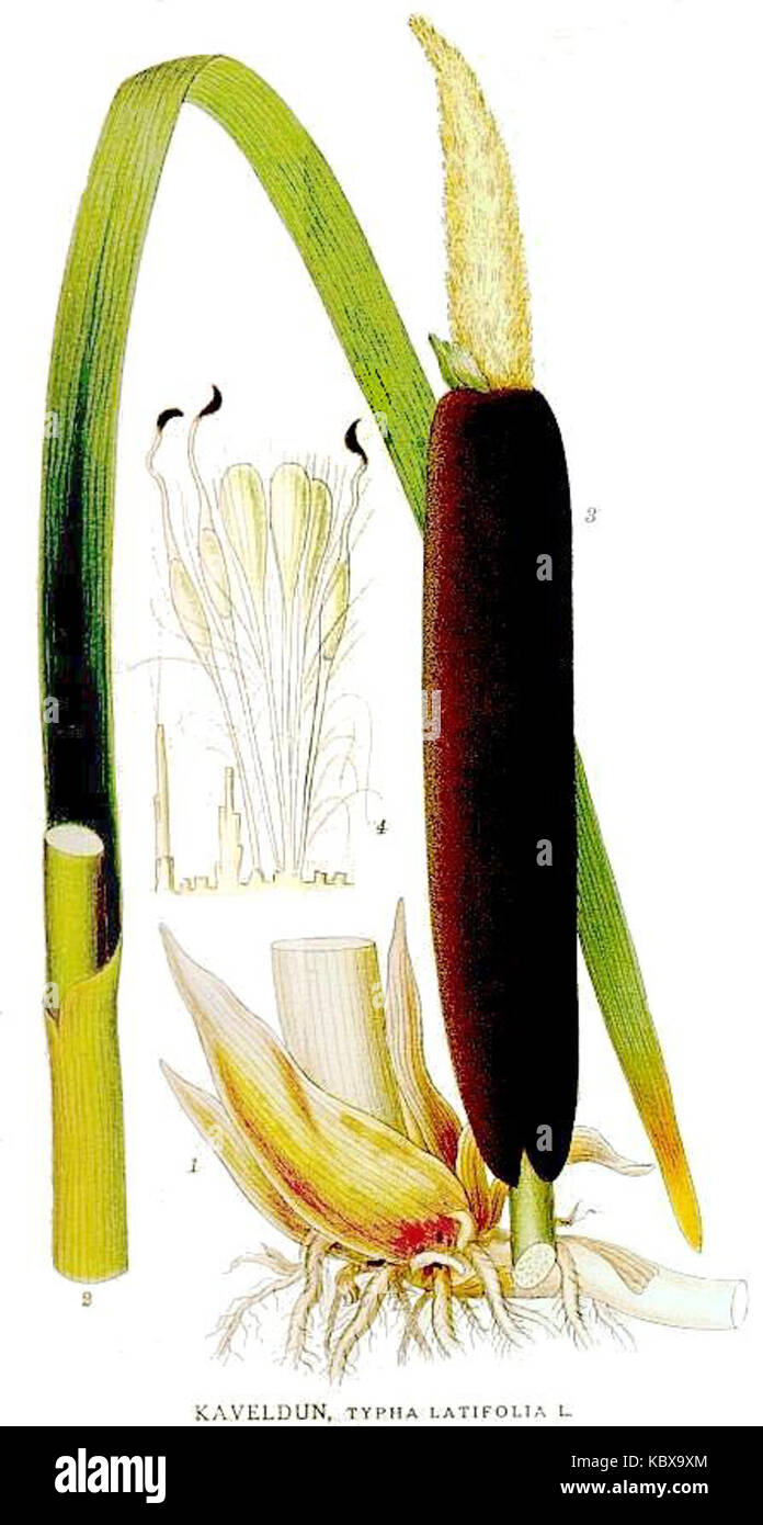 Typha latifolia drawing hi-res stock photography and images - Alamy