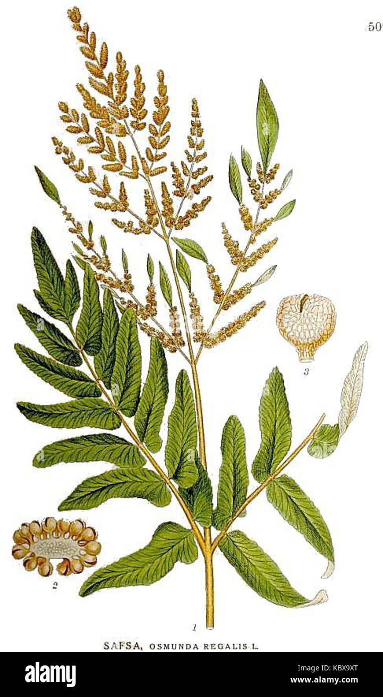 Osmunda regalis illustration hi-res stock photography and images - Alamy