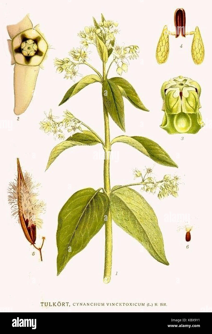 Cynanchum Vincetoxicum Stock Photos & Cynanchum Vincetoxicum Stock ...