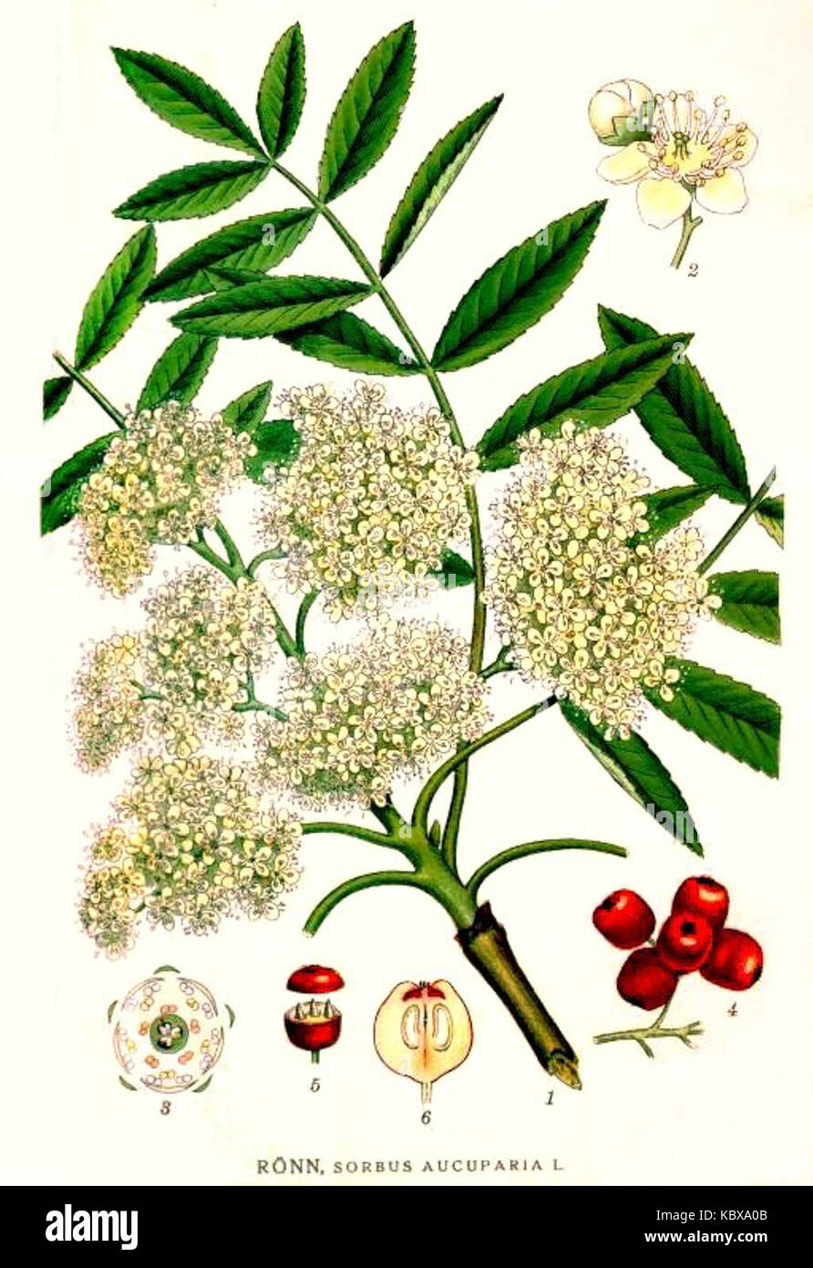Sorbus Aucuparia Illustration High Resolution Stock Photography and ...