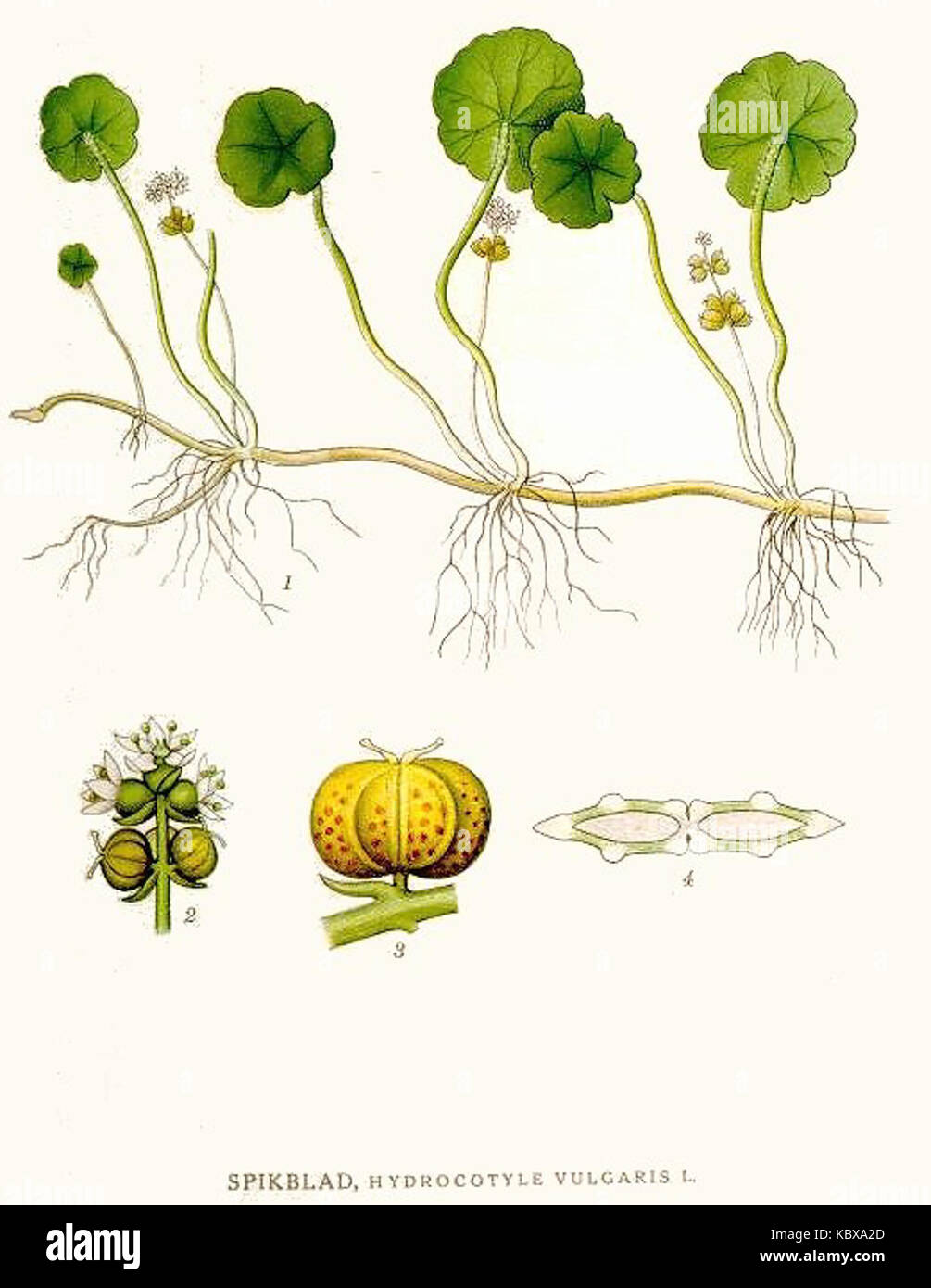 268 Hydrocotyle vulgaris Stock Photo - Alamy