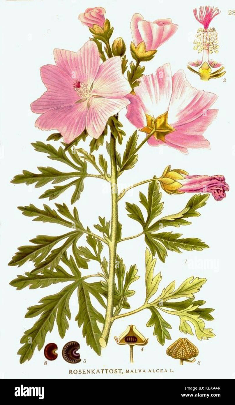 Stock of malva hi-res stock photography and images - Alamy