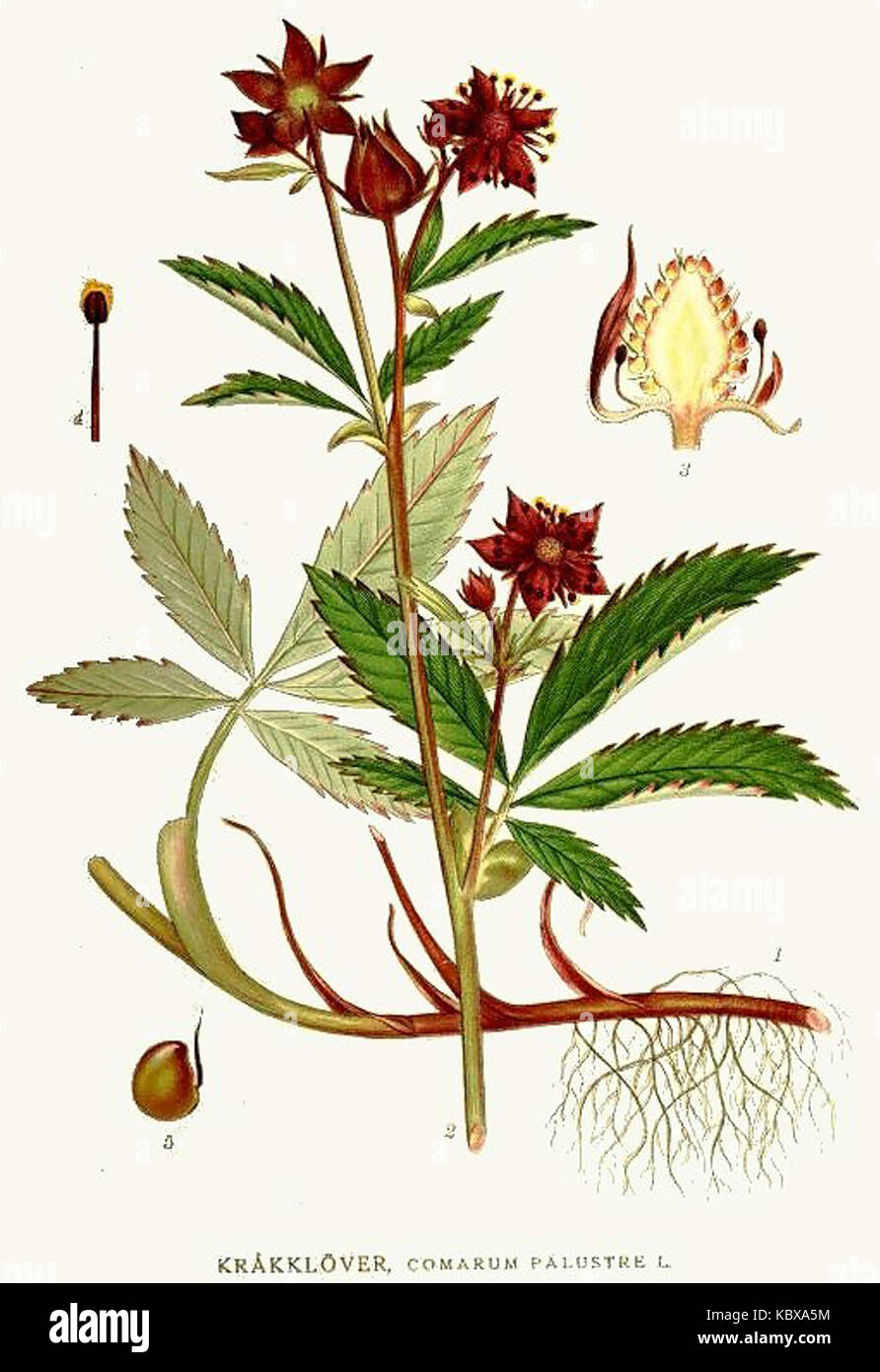 302 Comarum palustre Stock Photo - Alamy