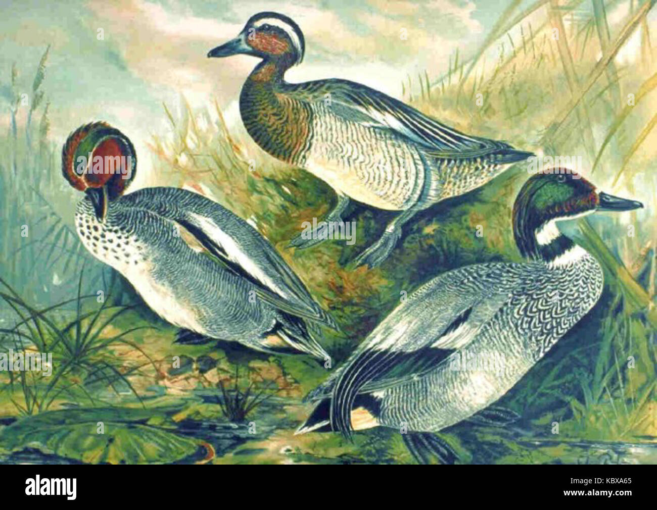 Anas crecca illustration hi-res stock photography and images - Alamy