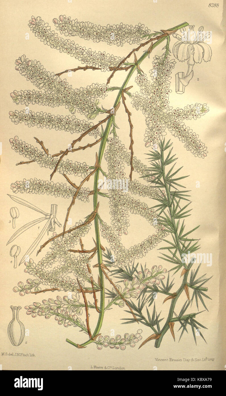 This botanical illustration shows Asparagus tetragonus, a species of ...