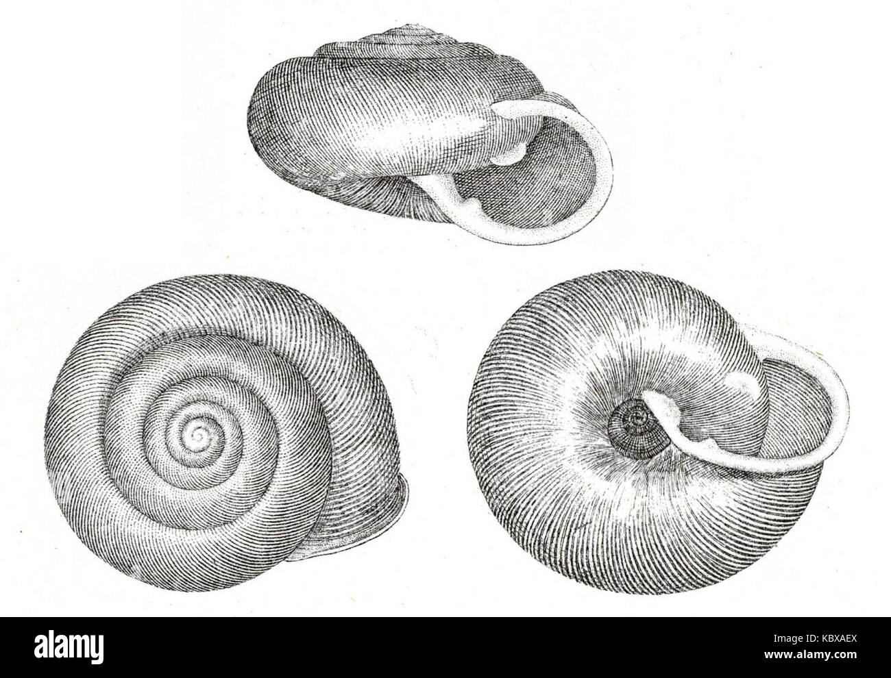 Appalachian species Cut Out Stock Images & Pictures - Alamy