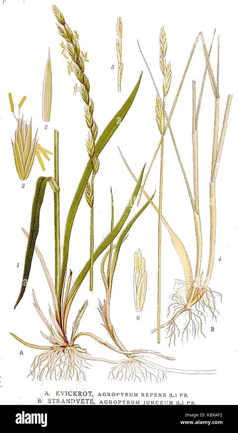 Agropyrum High Resolution Stock Photography and Images - Alamy