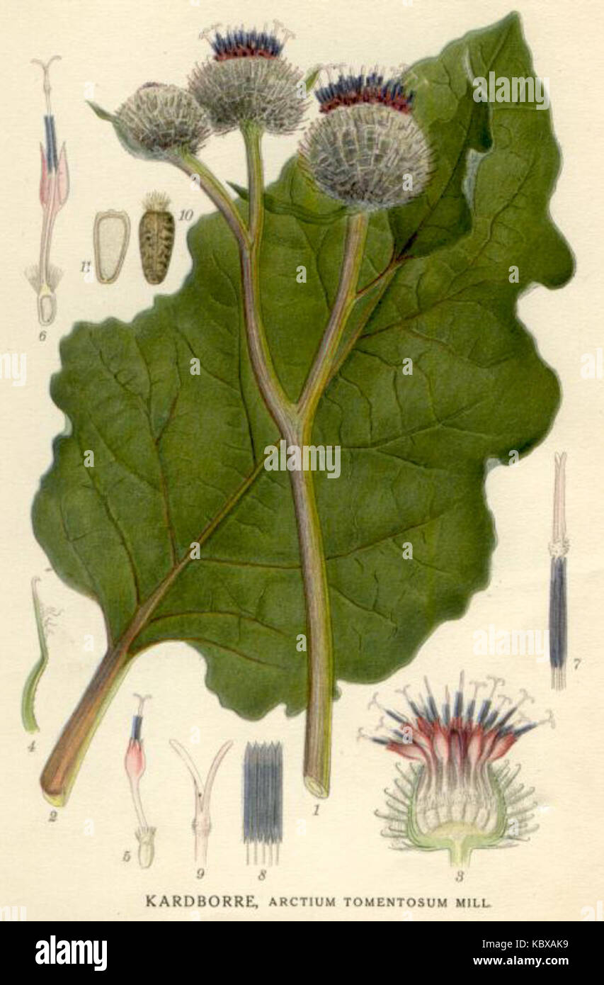 Arctium illustration hi-res stock photography and images - Alamy
