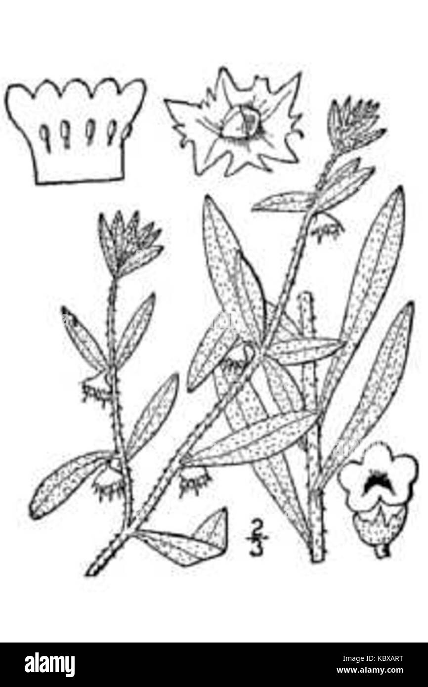 Asperugo procumbens BB 1913 Stock Photo - Alamy