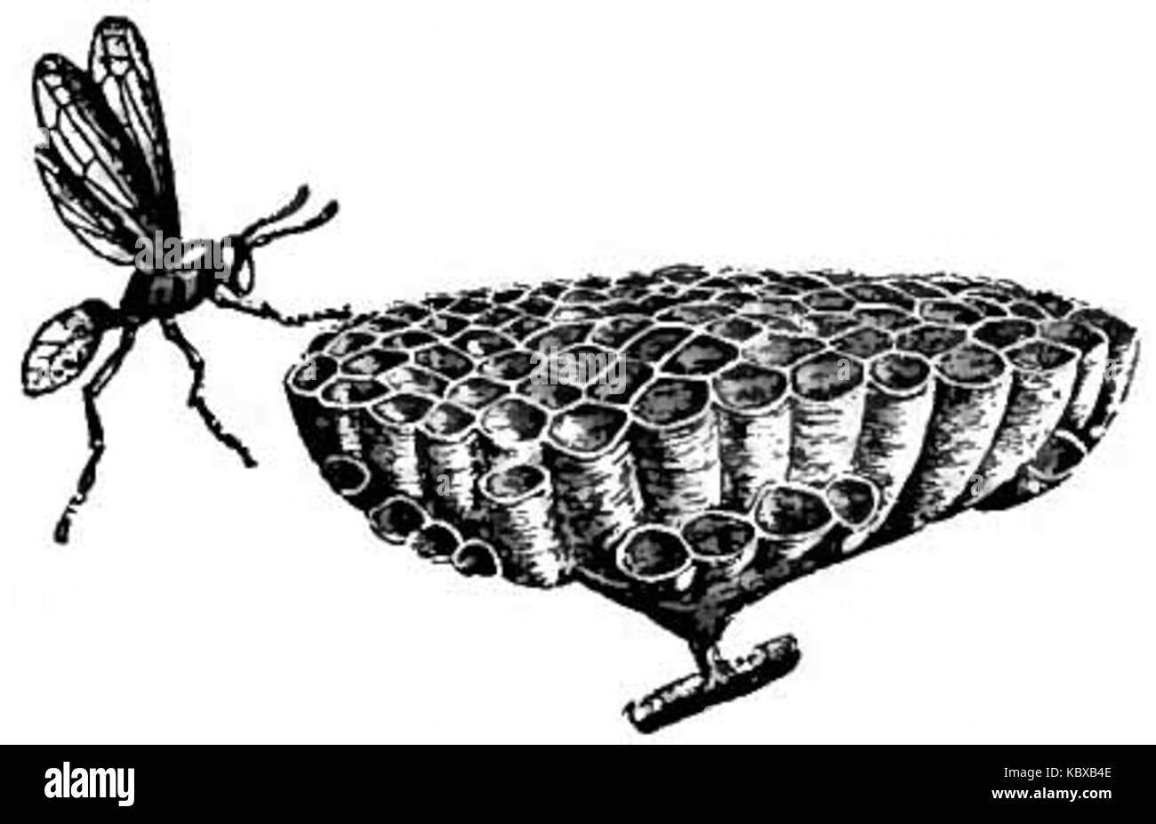 Britannica Wasp 3 Stock Photo - Alamy