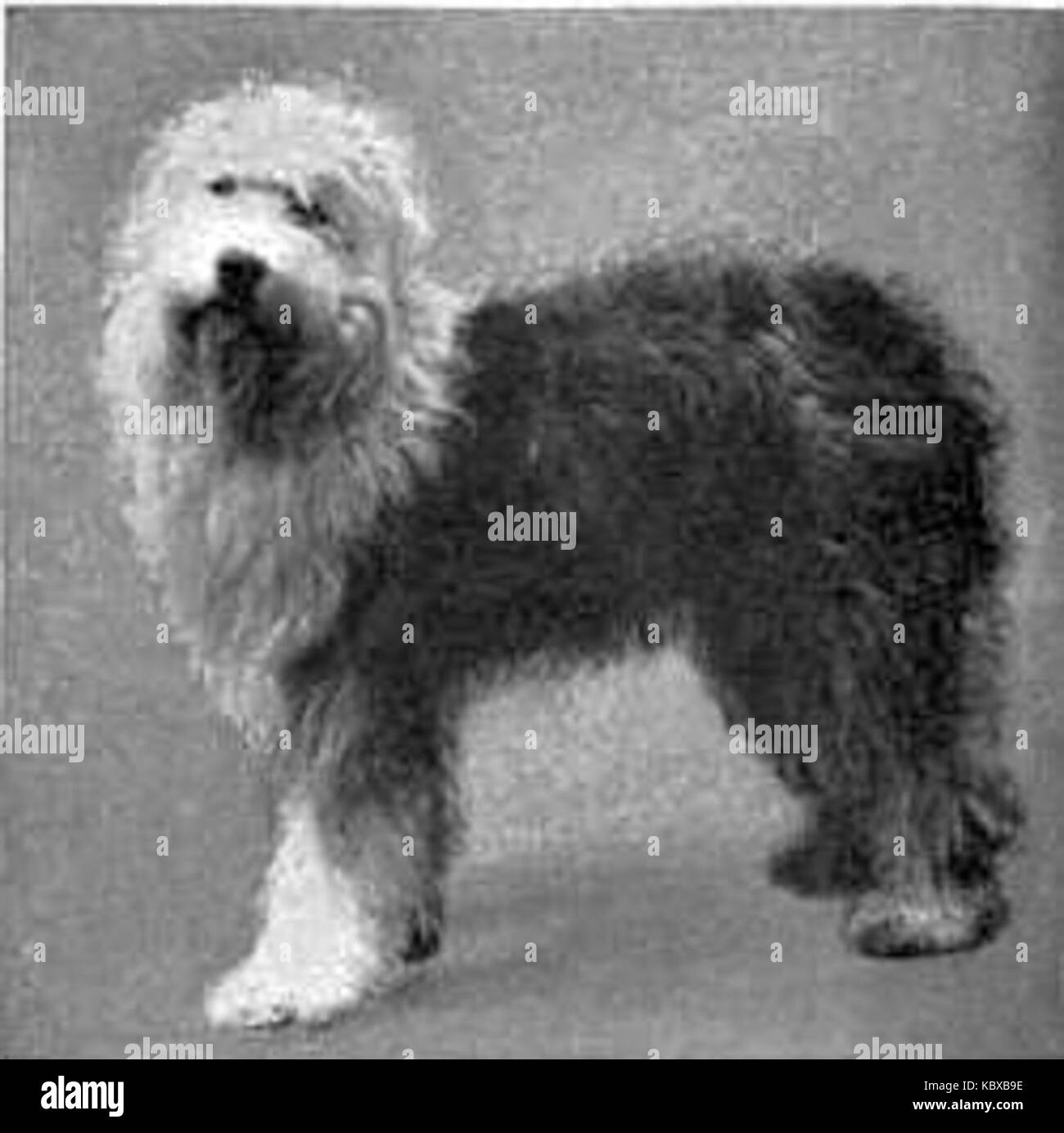 Pet 5 Black and White Stock Photos & Images - Alamy