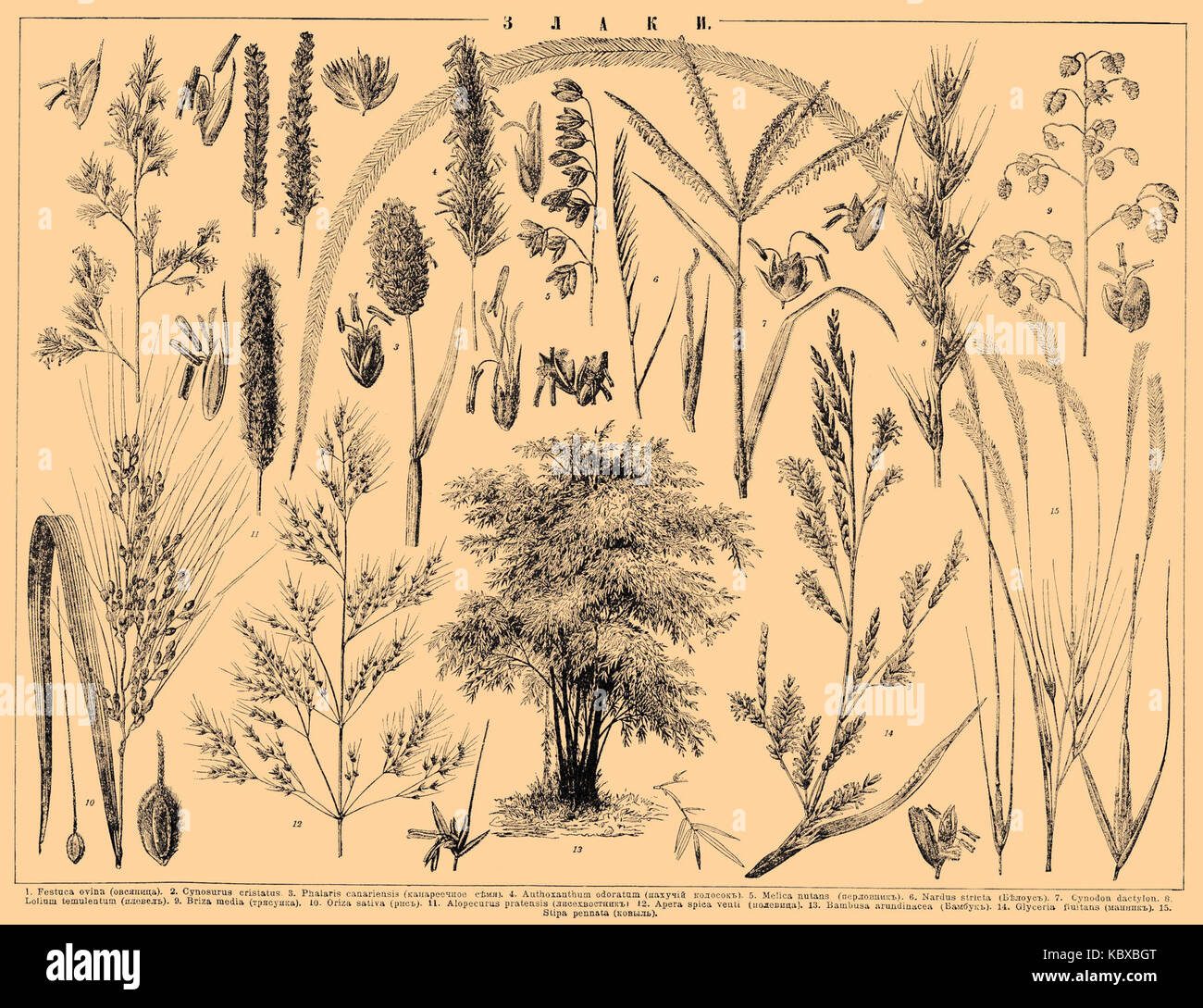 A reference to an entry in the Brockhaus and Efron Encyclopedic ...