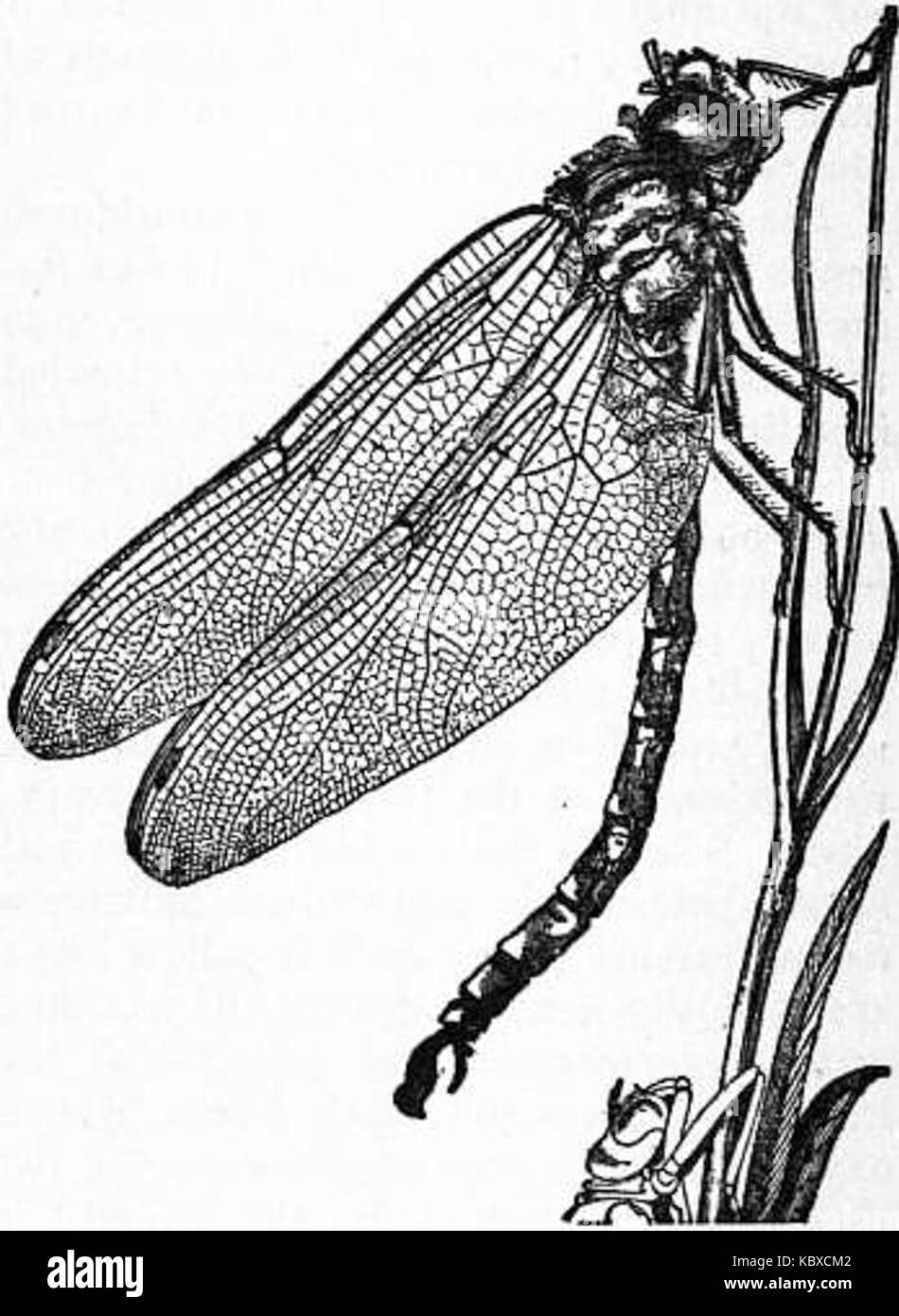 Britannica Dragon fly 4 Stock Photo - Alamy