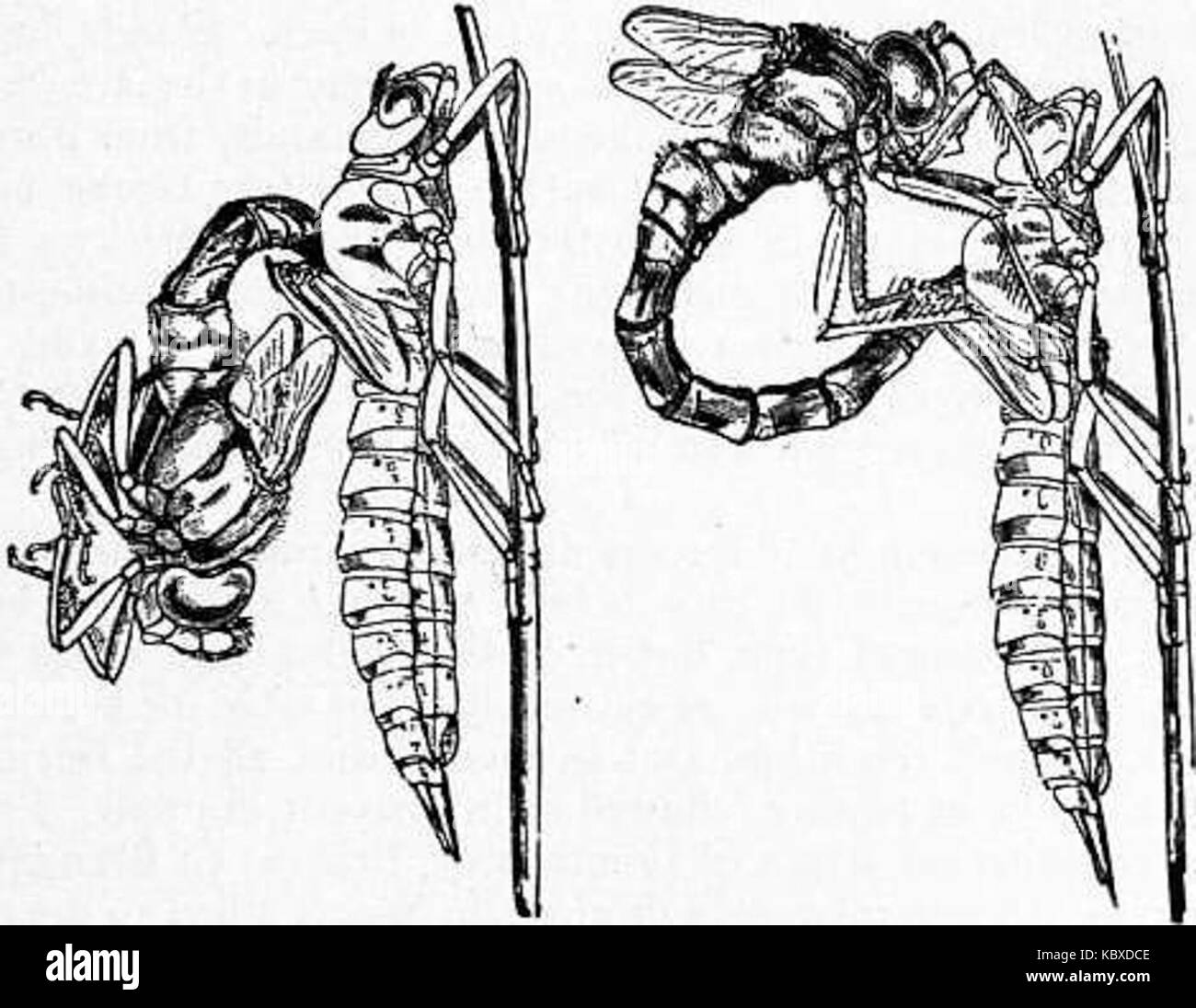 Britannica Dragon fly 1 Stock Photo - Alamy