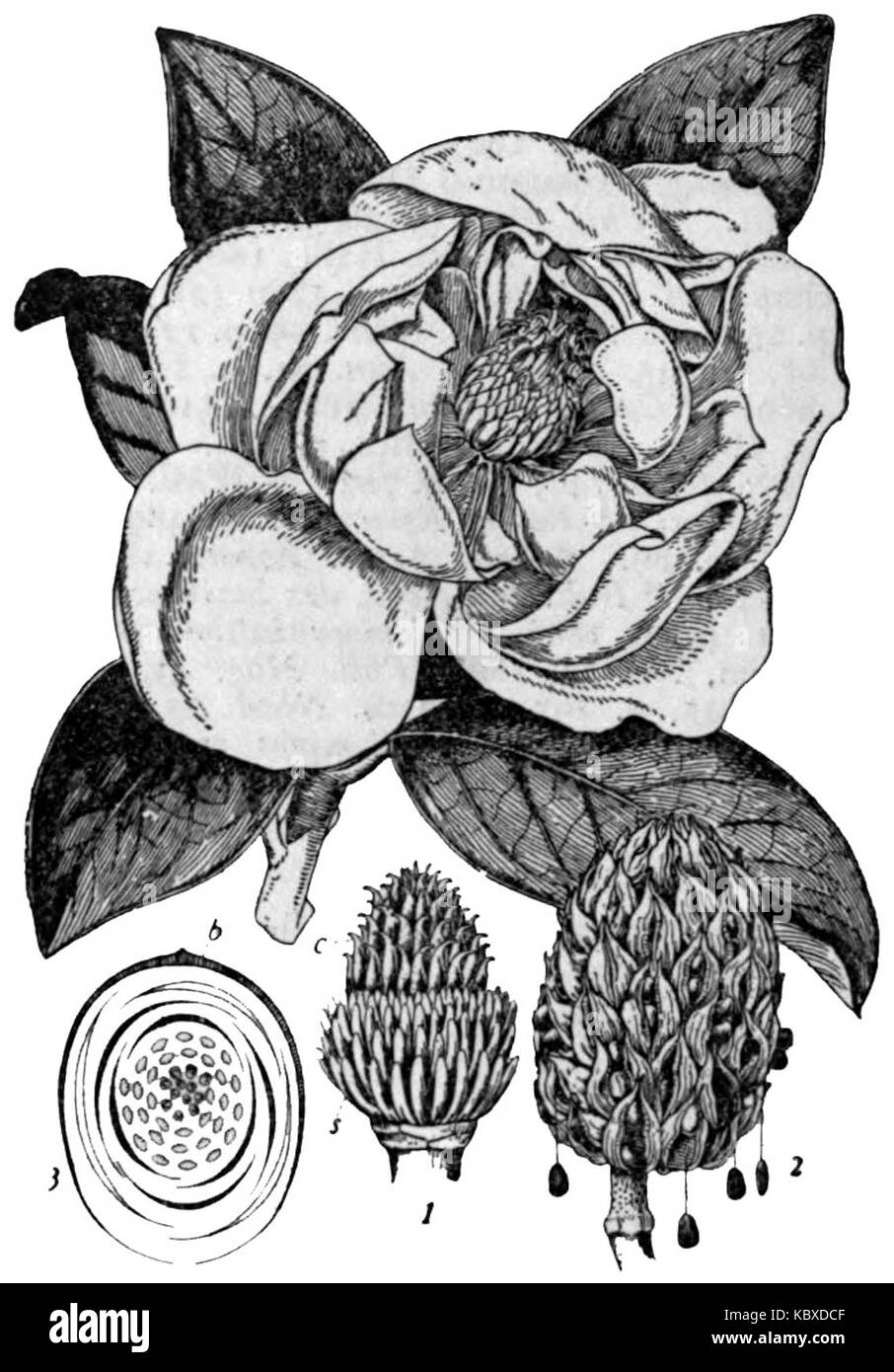 Large white magnolia Cut Out Stock Images & Pictures - Alamy