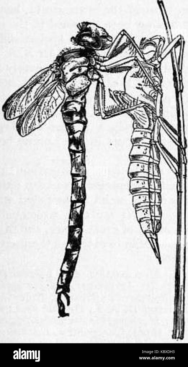 Distinctive anatomy Black and White Stock Photos & Images - Alamy