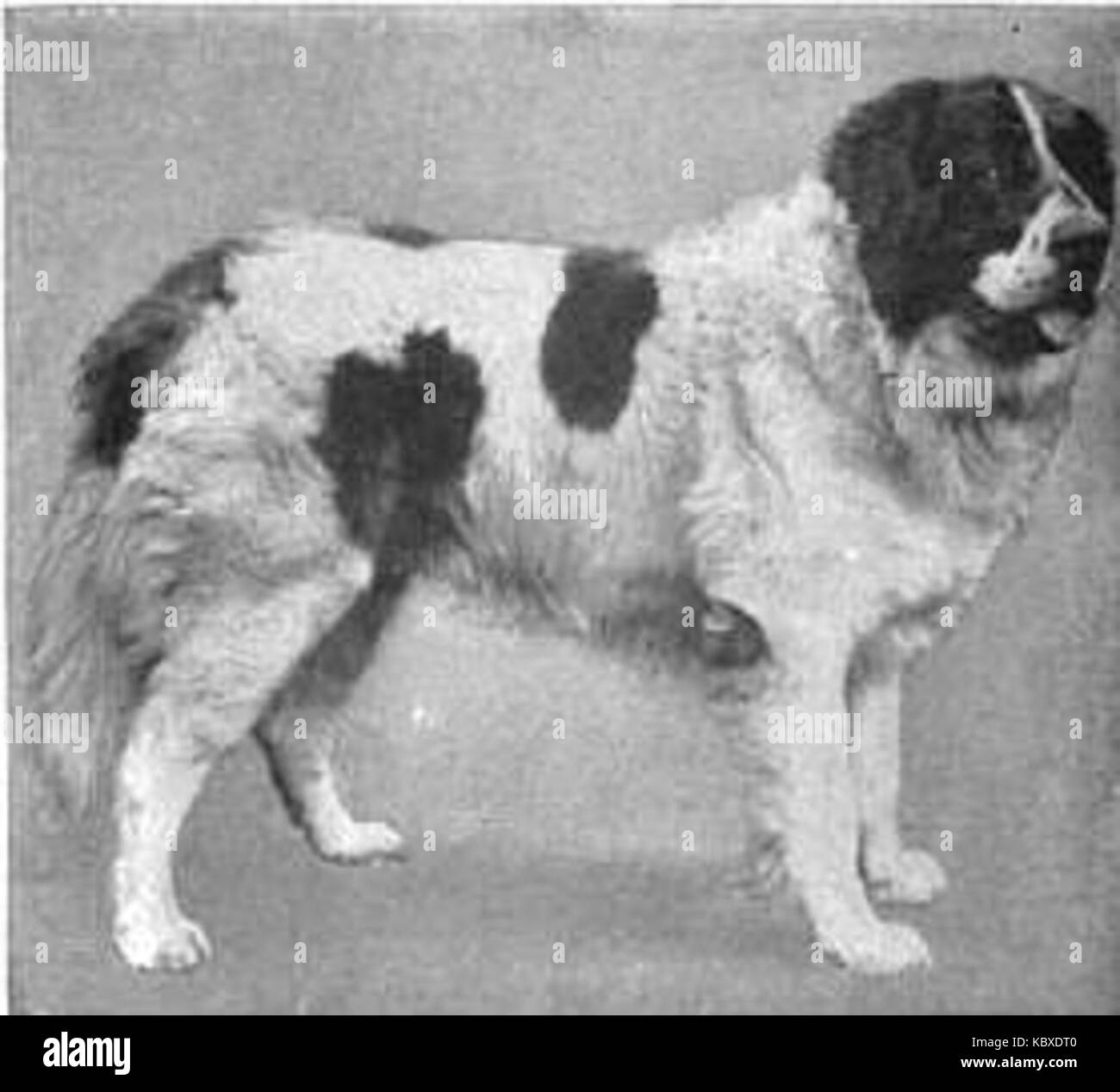 A reference to a section or entry in the Encyclopædia Britannica related to dogs, providing ...