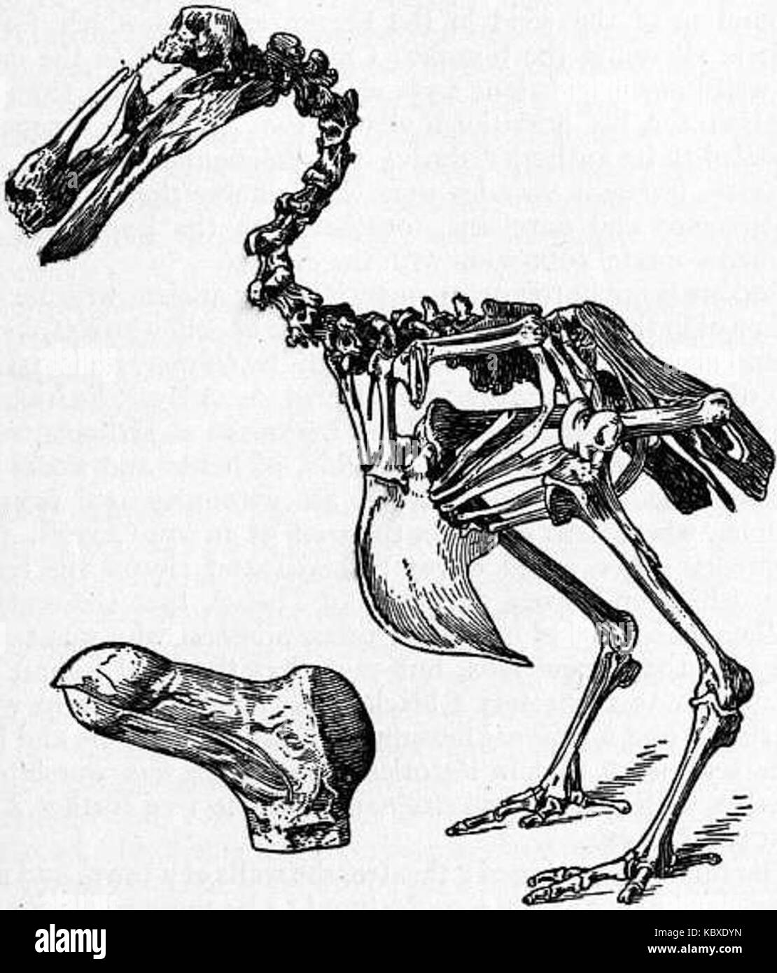 Britannica Dodo 1 Stock Photo - Alamy