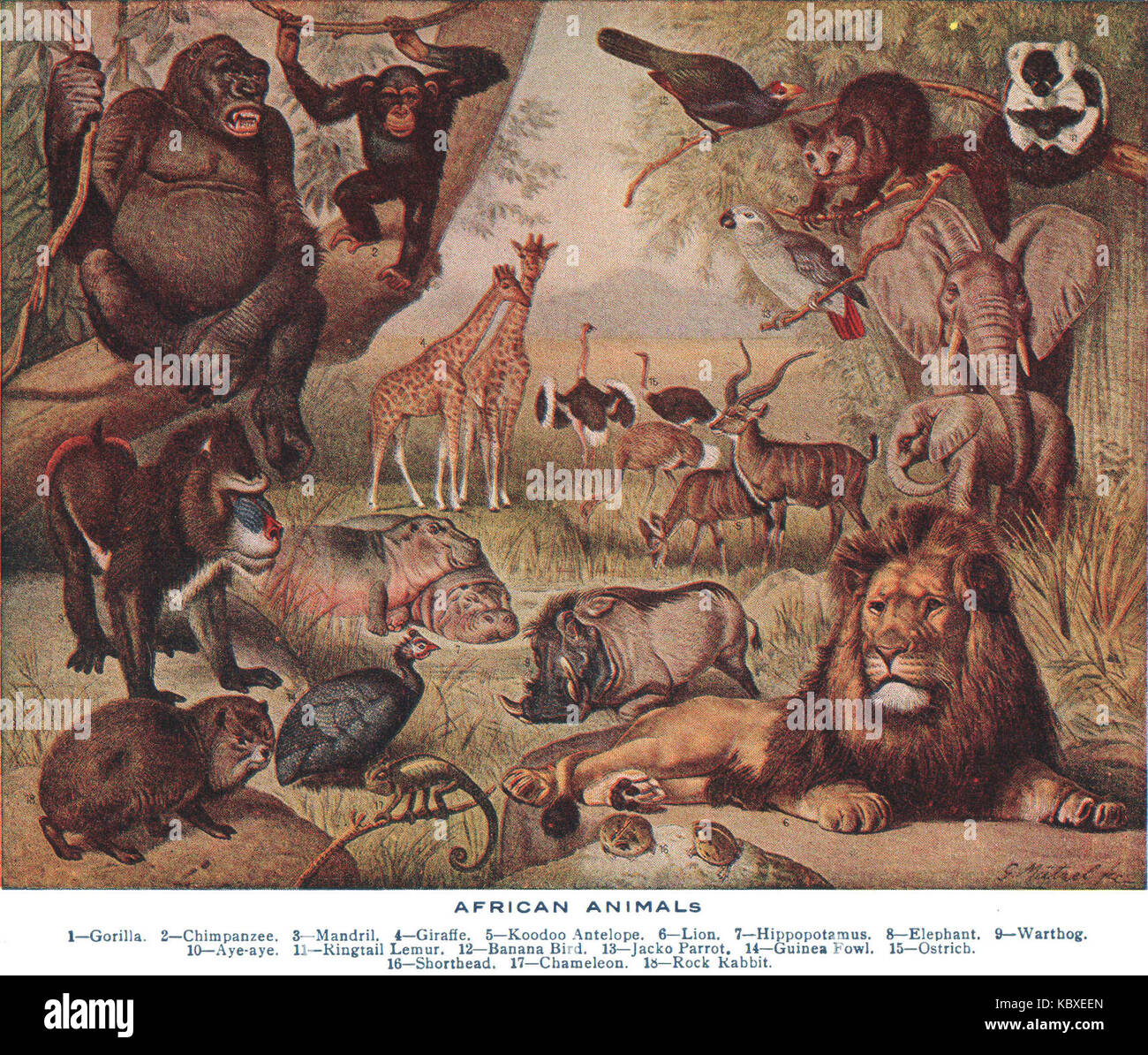 African wildlife habitat restoration hi-res stock photography and ...