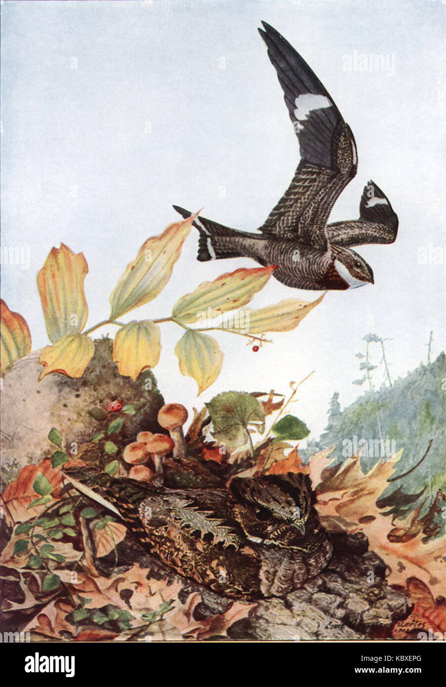 Nightjar illustration hi-res stock photography and images - Alamy