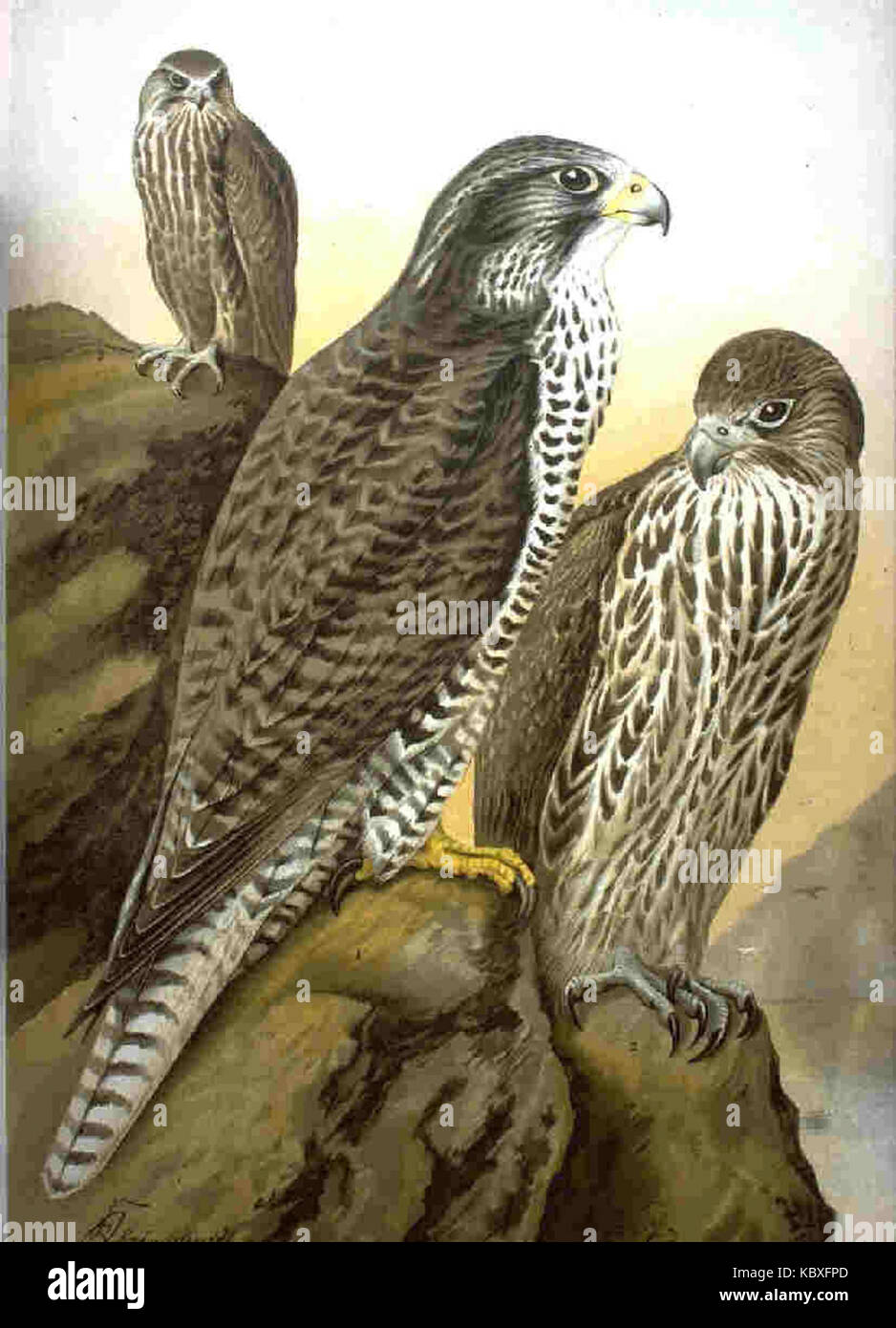 Falco rusticolus NAUMANN 2 Stock Photo - Alamy