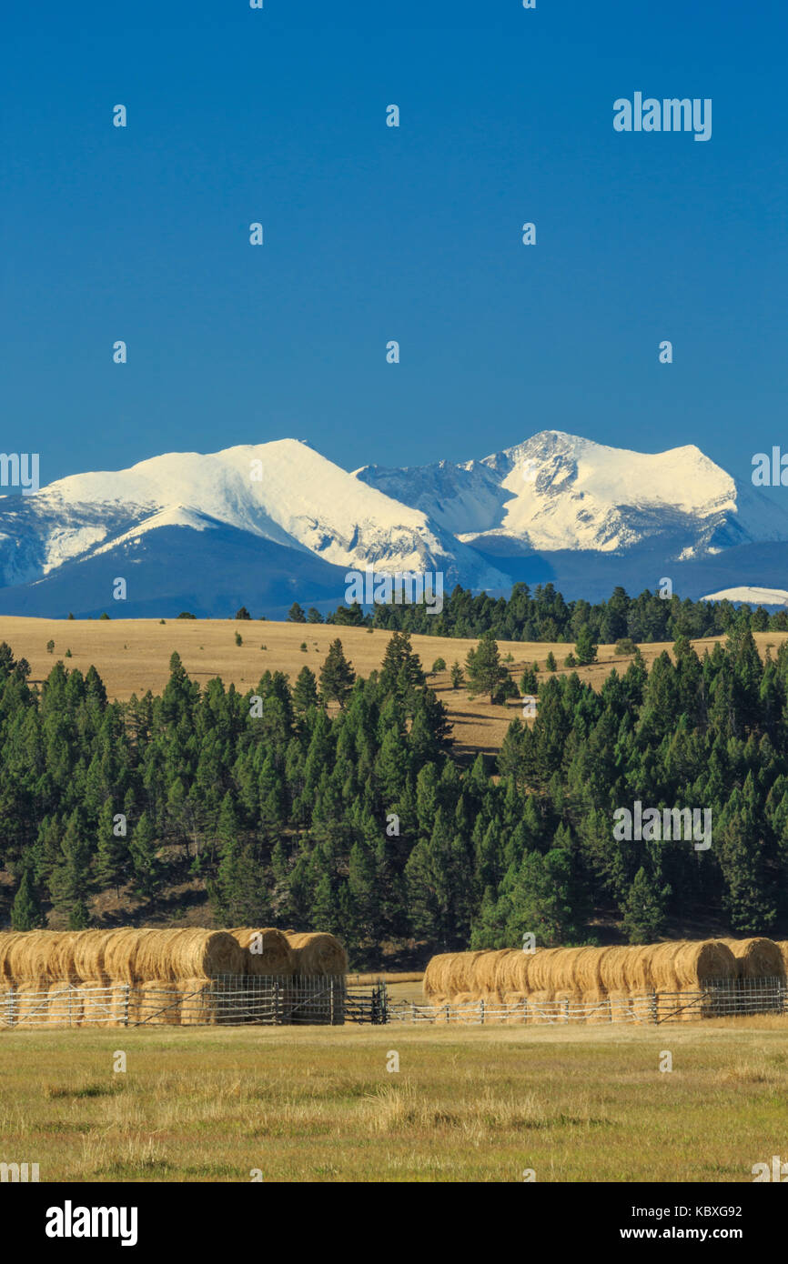 hay bales below peaks of the flint creek range near avon, montana Stock ...