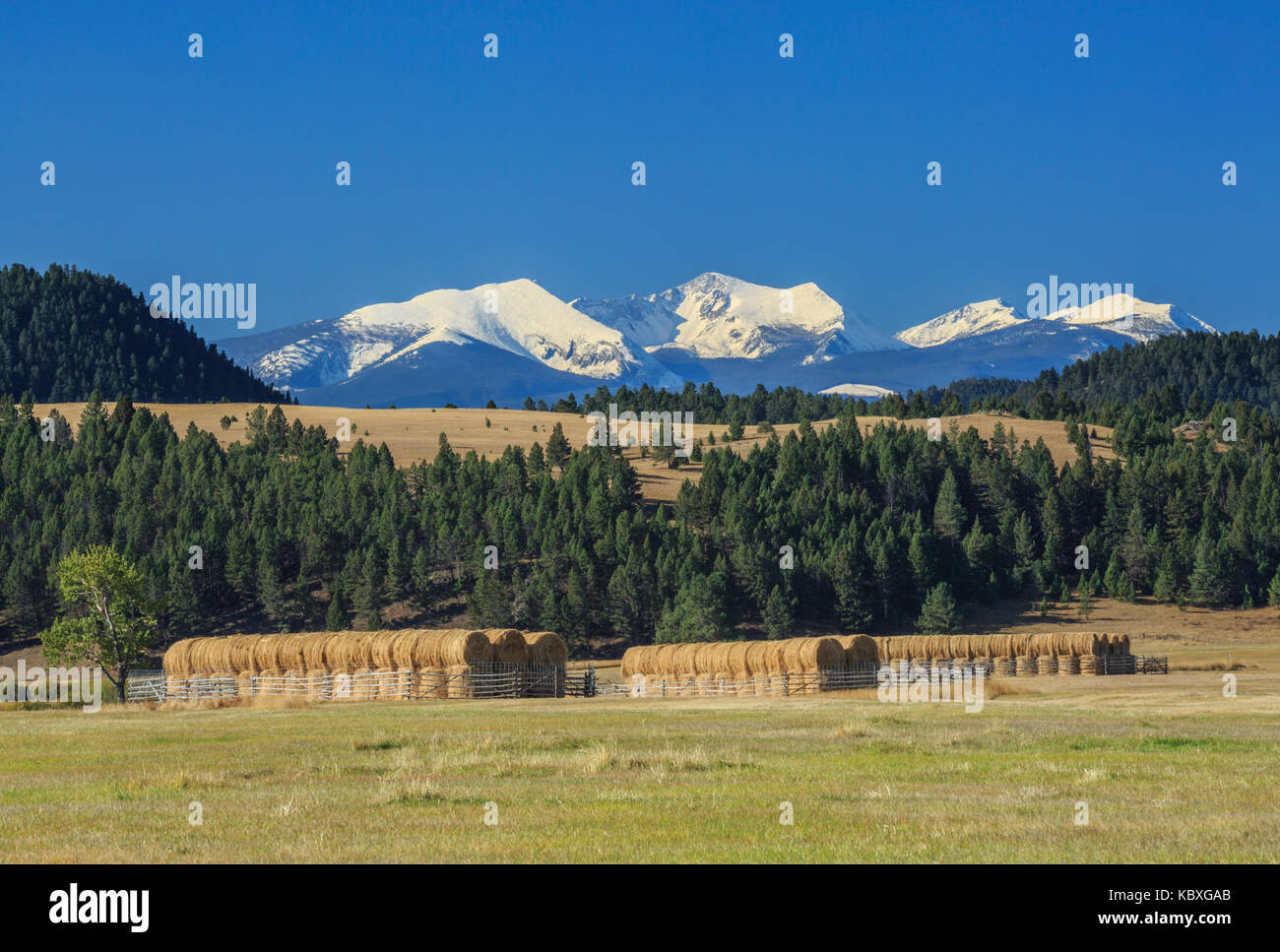 hay bales below peaks of the flint creek range near avon, montana Stock ...