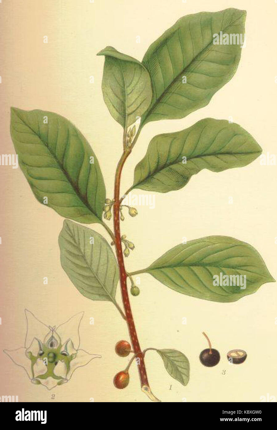 Frangula alnus brakved Stock Photo - Alamy