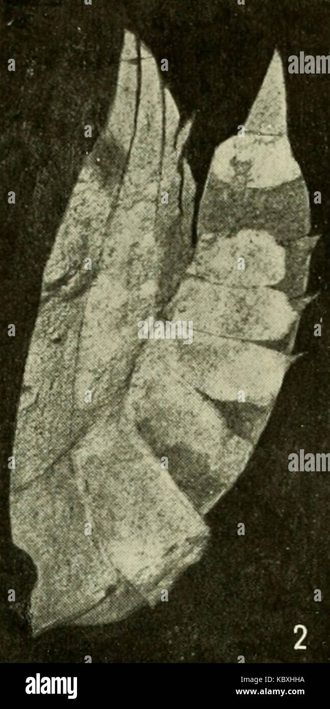 Hurdia victoria hi-res stock photography and images - Alamy