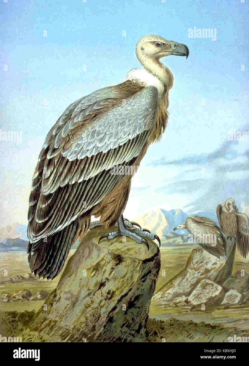 A griffon is a mythical creature typically depicted with the body of a ...